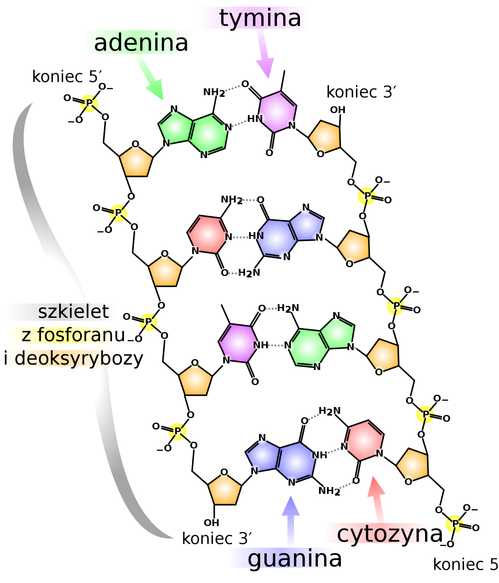 Czym jest DNA? - Definicja, Budowa, Funkcja - Gentaur - Dystrybutor ...