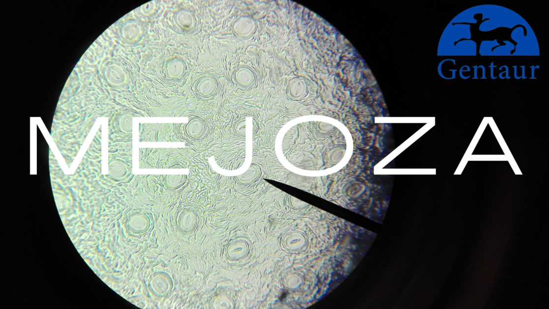 Mejoza – Jaki jest cykl komórki? - Gentaur - Dystrybutor odczynników ...